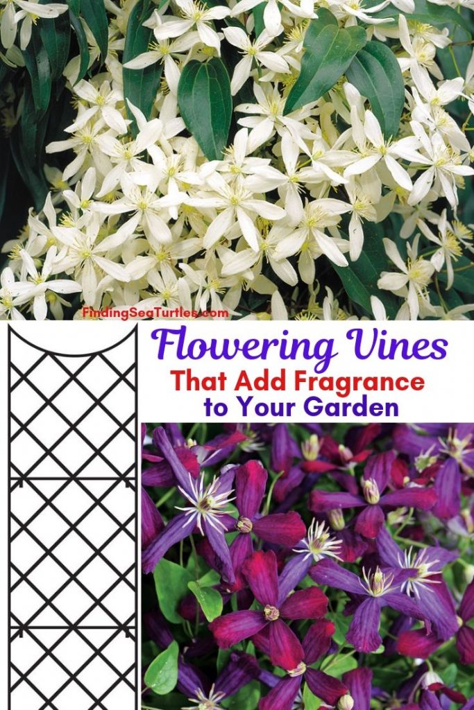 18 Fabulous Flower Vines for Your Arbor, Trellis, or Pergola