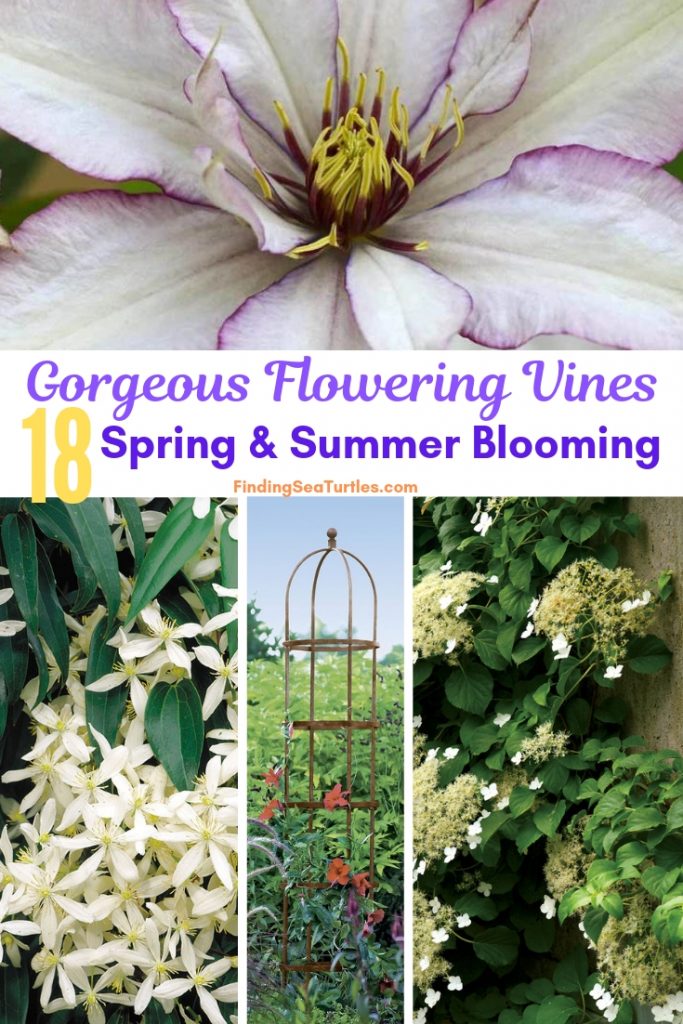 18 Fabulous Flower Vines for Your Arbor, Trellis, or Pergola