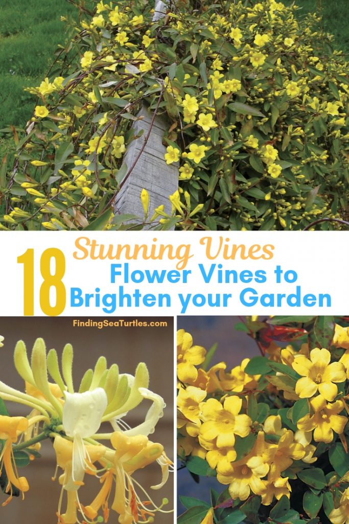 18 Fabulous Flower Vines for Your Arbor, Trellis, or Pergola