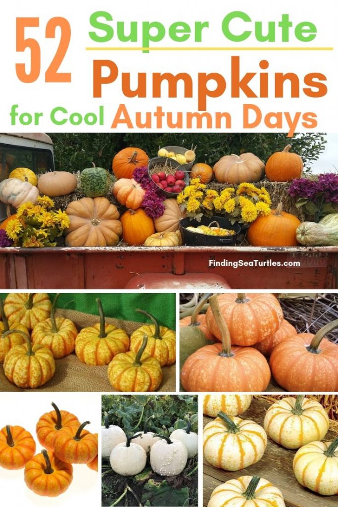 52 Types of Pumpkins to Eat, Decorate, and Display