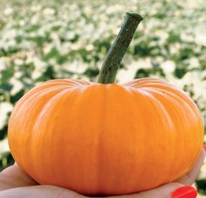 52 Types of Pumpkins to Eat, Decorate, and Display