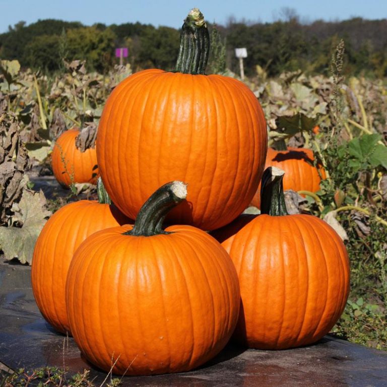 52 Types of Pumpkins to Eat, Decorate, and Display
