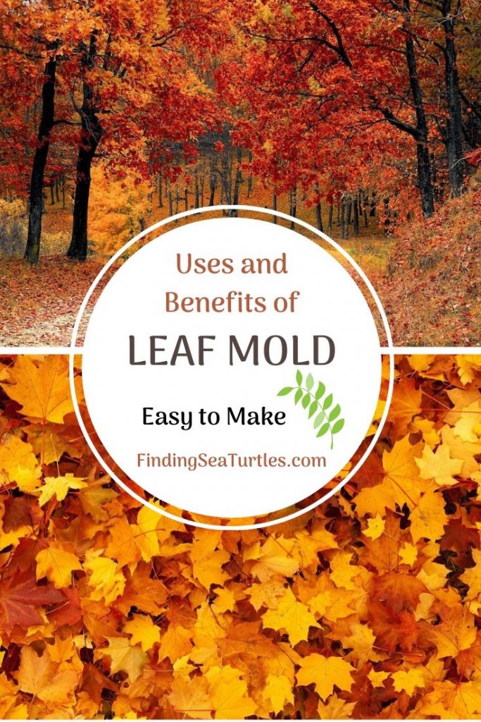 How to Make Leaf Mold