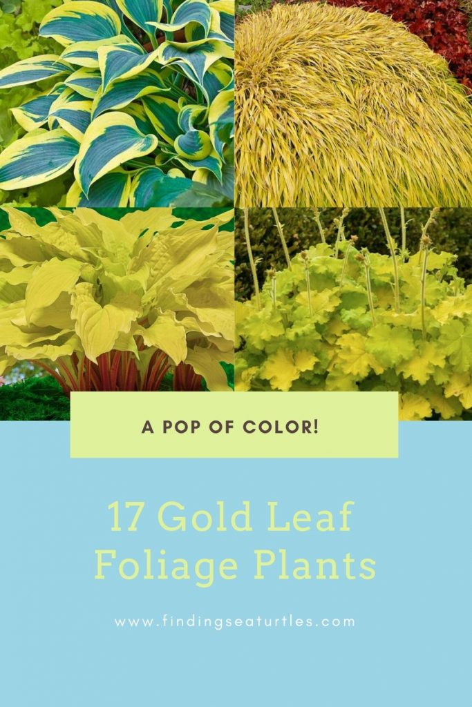 Plants with Gold Leaf Foliage