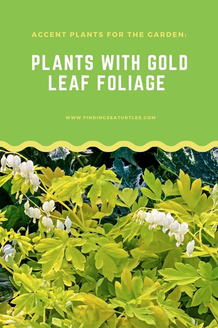 Plants with Gold Leaf Foliage