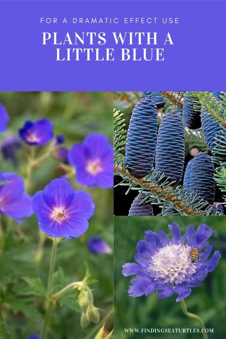 Best Blue Plants for the Garden
