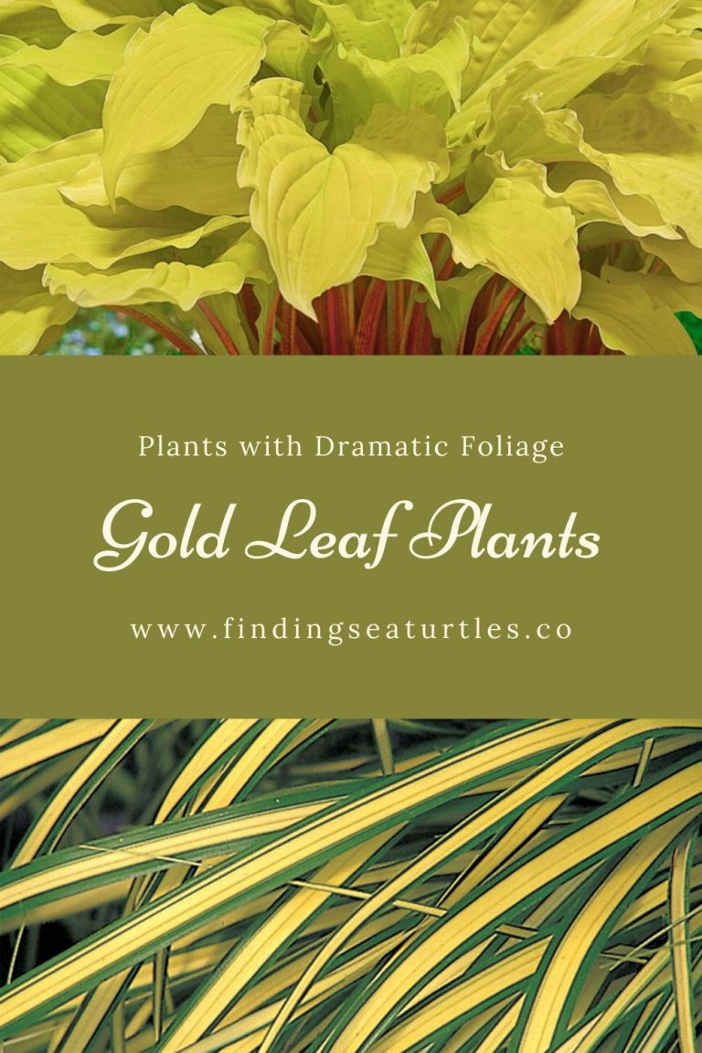 Plants with Gold Leaf Foliage