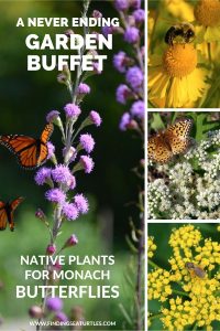Plants that Attract Monarch Butterflies