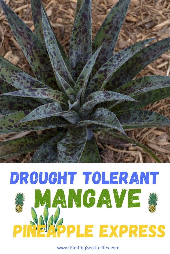 How to Grow Pineapple Express Mangave