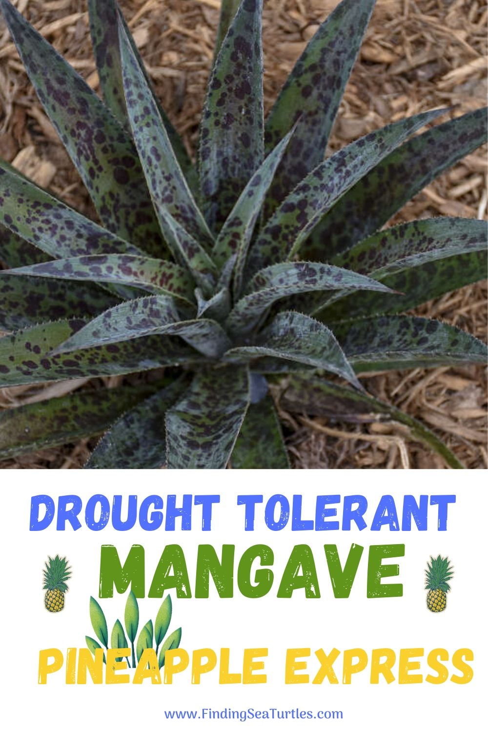 How to Grow Pineapple Express Mangave