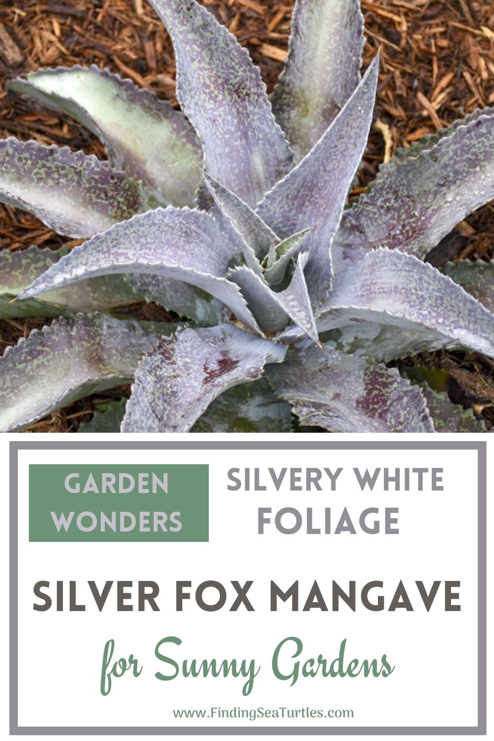 Silver Fox Mangave: a Garden Wonder