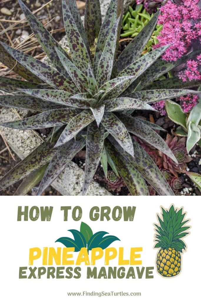 How to Grow Pineapple Express Mangave