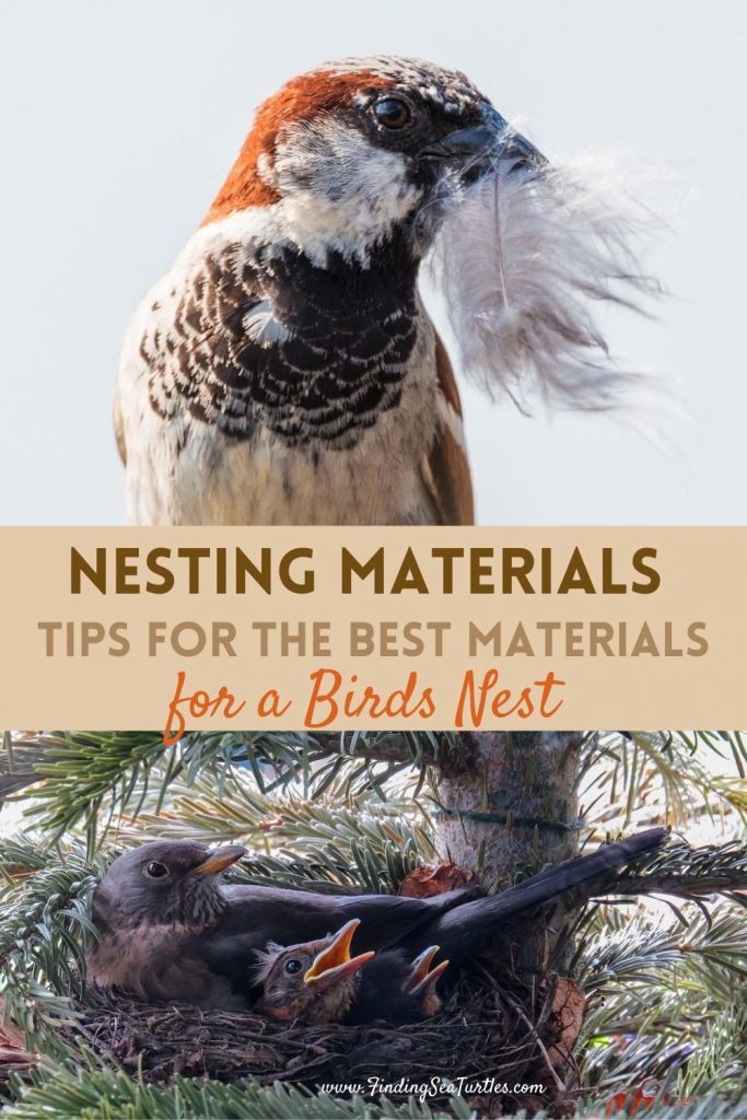 Tips for Providing Nesting Material for Birds