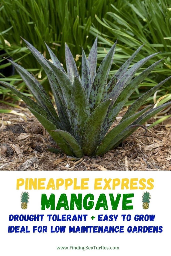 How to Grow Pineapple Express Mangave