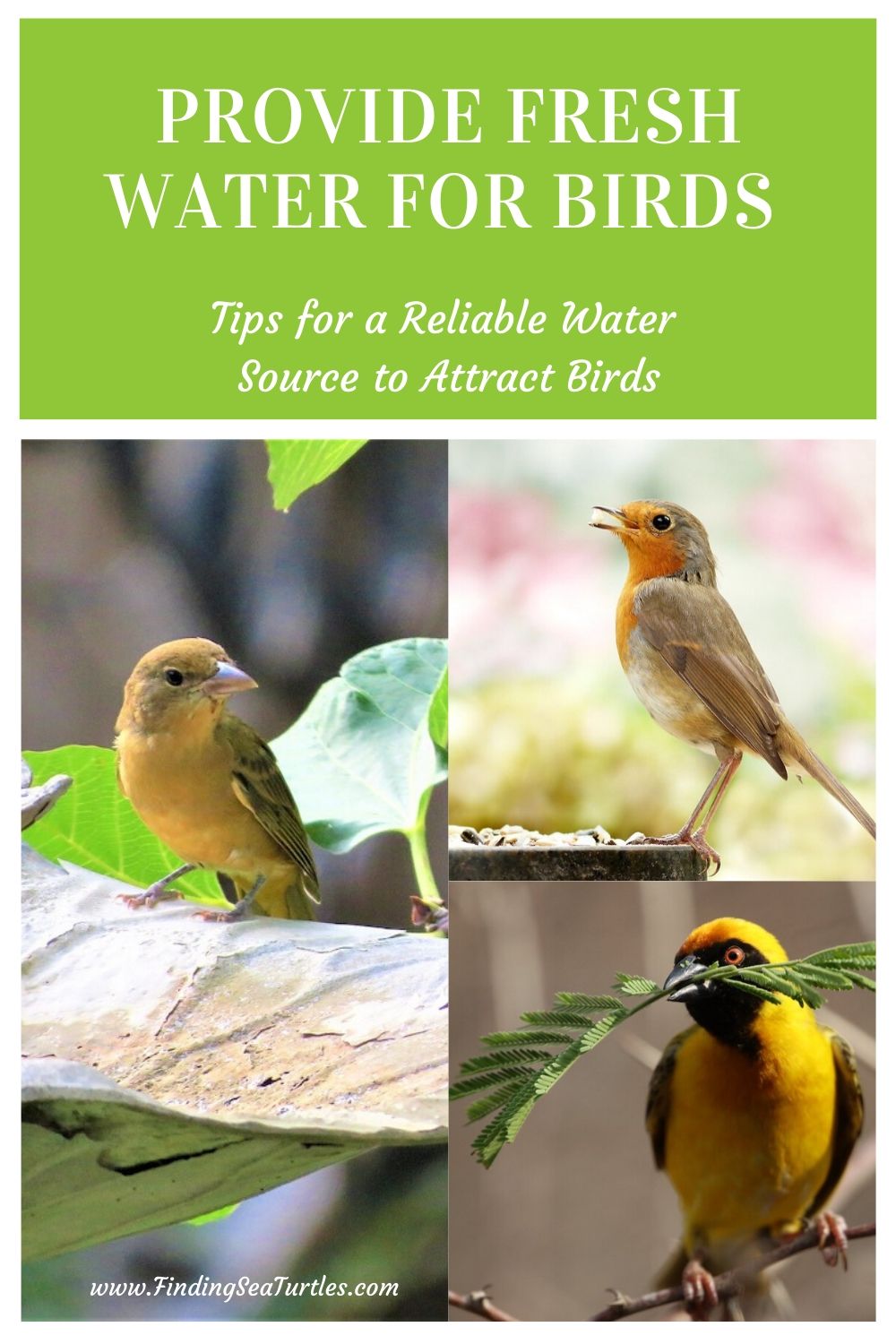 How to Provide a Reliable Water Source for Birds