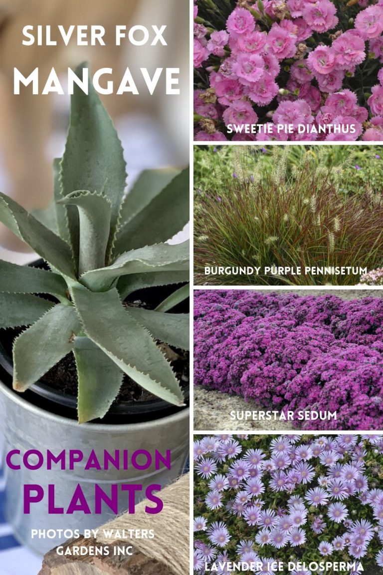 Silver Fox Mangave: a Garden Wonder