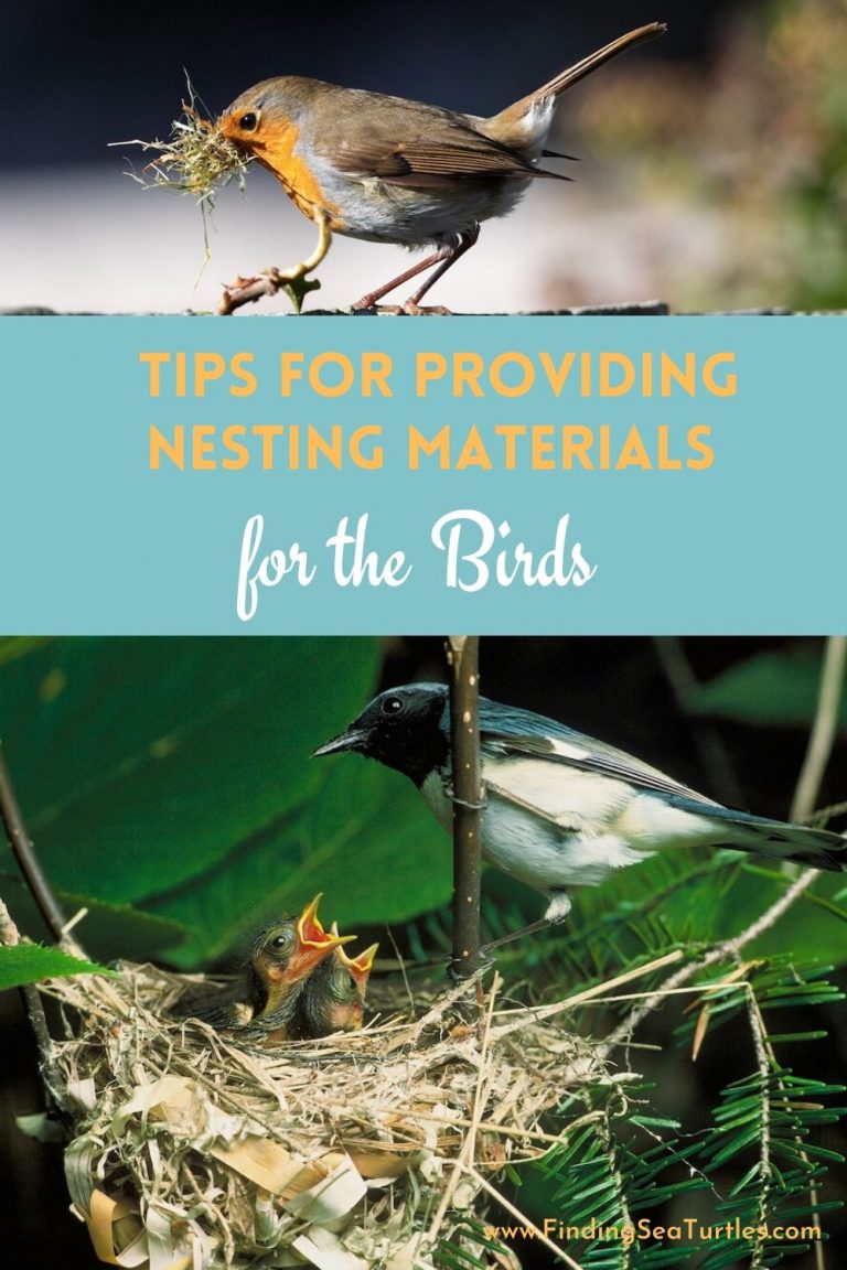 Tips for Providing Nesting Material for Birds