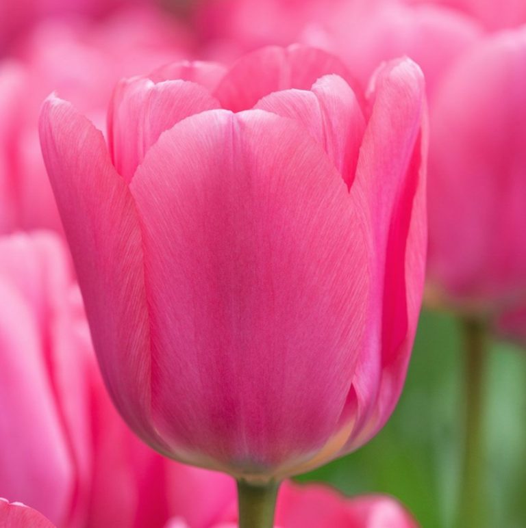 10 Spring Blooming Pink Tulips