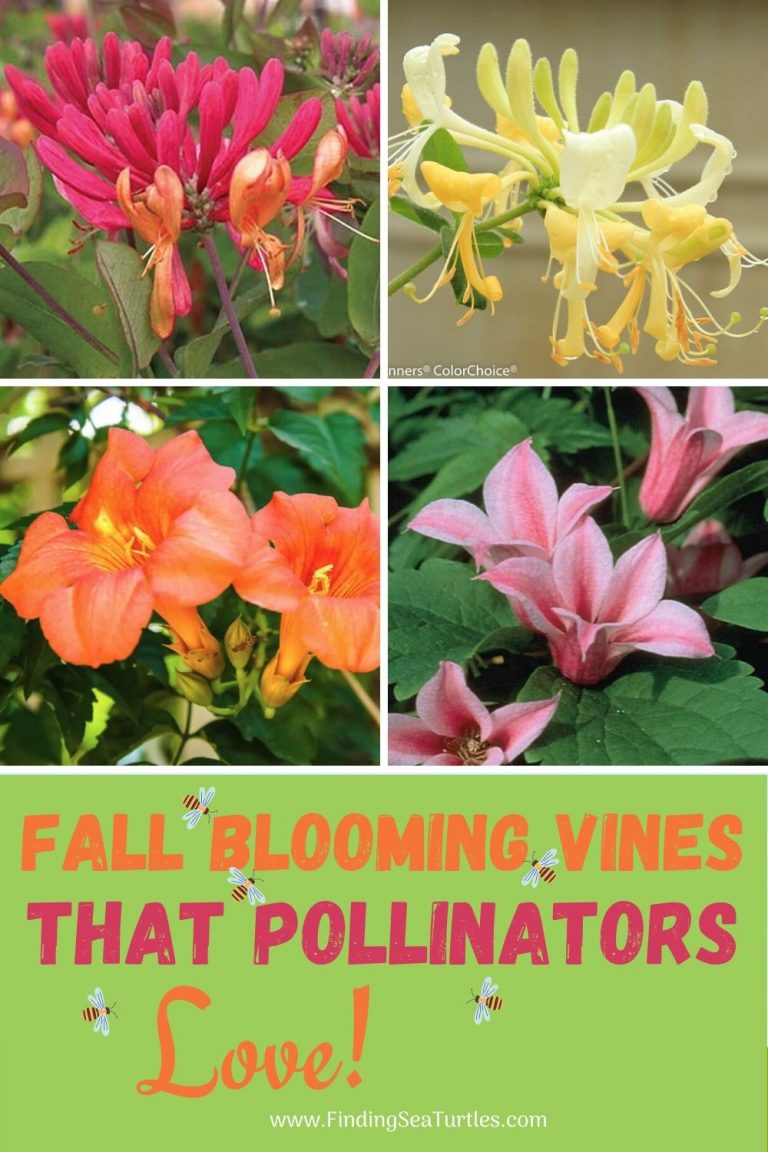 Fall Blooming Vines for Pollinators