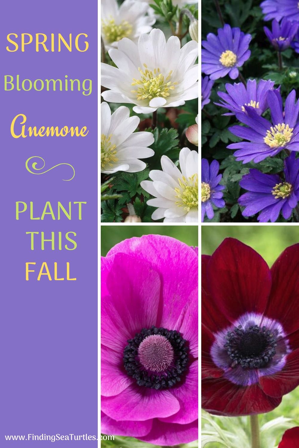 5 Spring Blooming Anemone