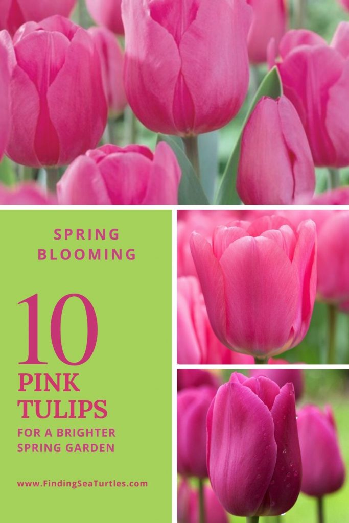 10 Spring Blooming Pink Tulips