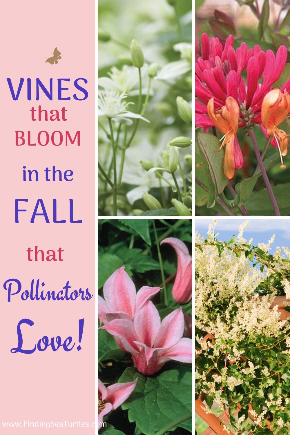 Fall Blooming Vines for Pollinators
