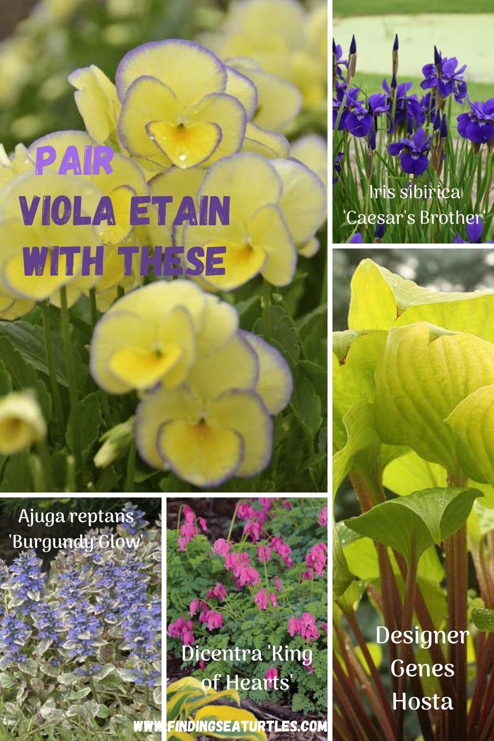 How to Grow Viola Etain