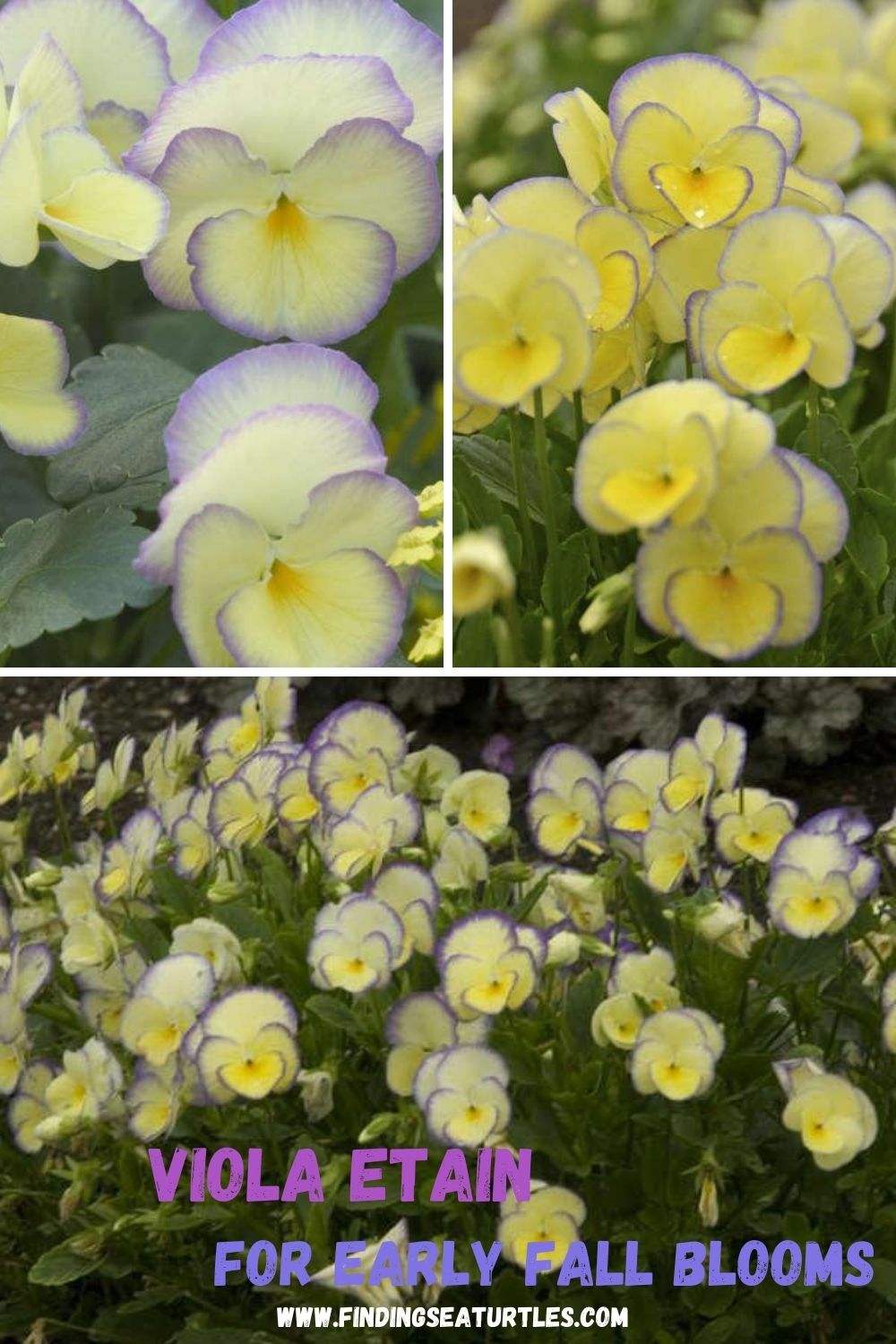 How to Grow Viola Etain
