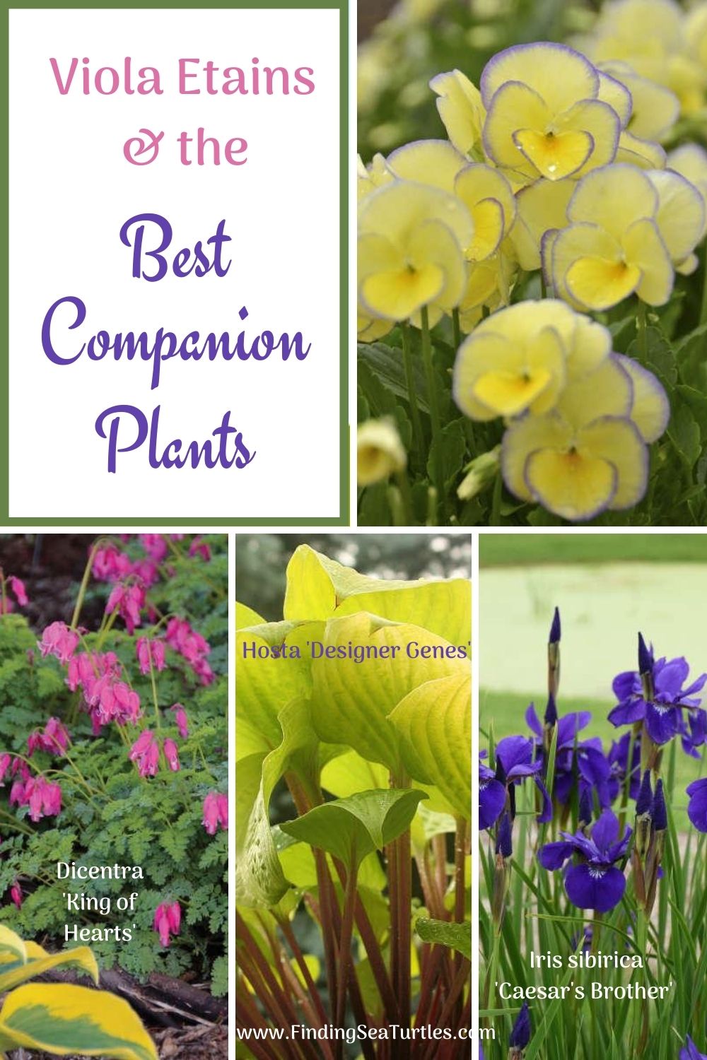 How to Grow Viola Etain