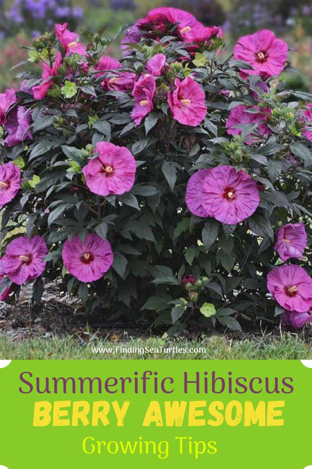 How to Grow Berry Awesome Hibiscus