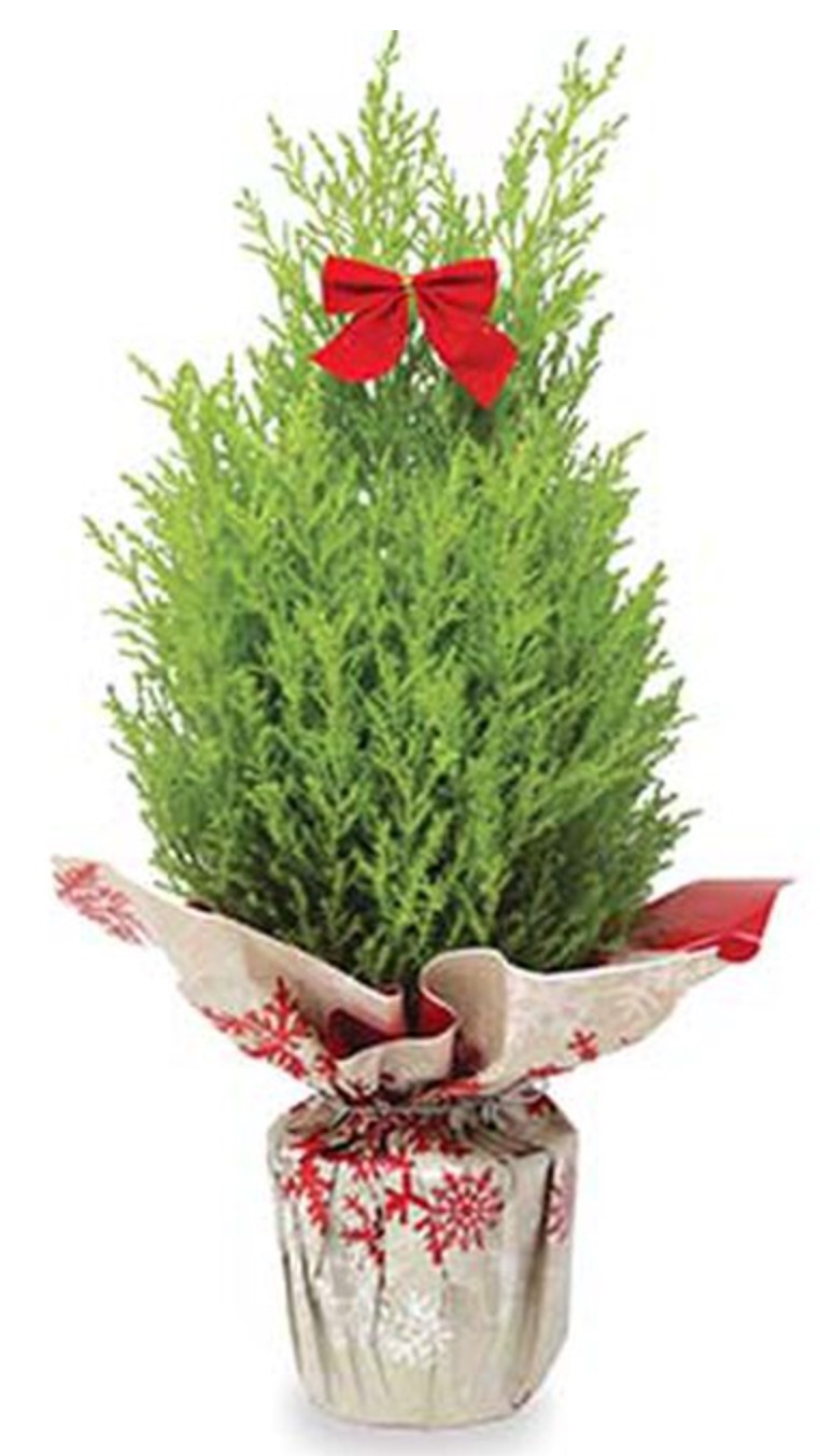 Best Fresh Tabletop Christmas Trees
