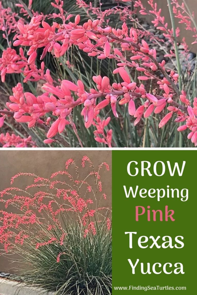 Weeping Pink Texas Yucca