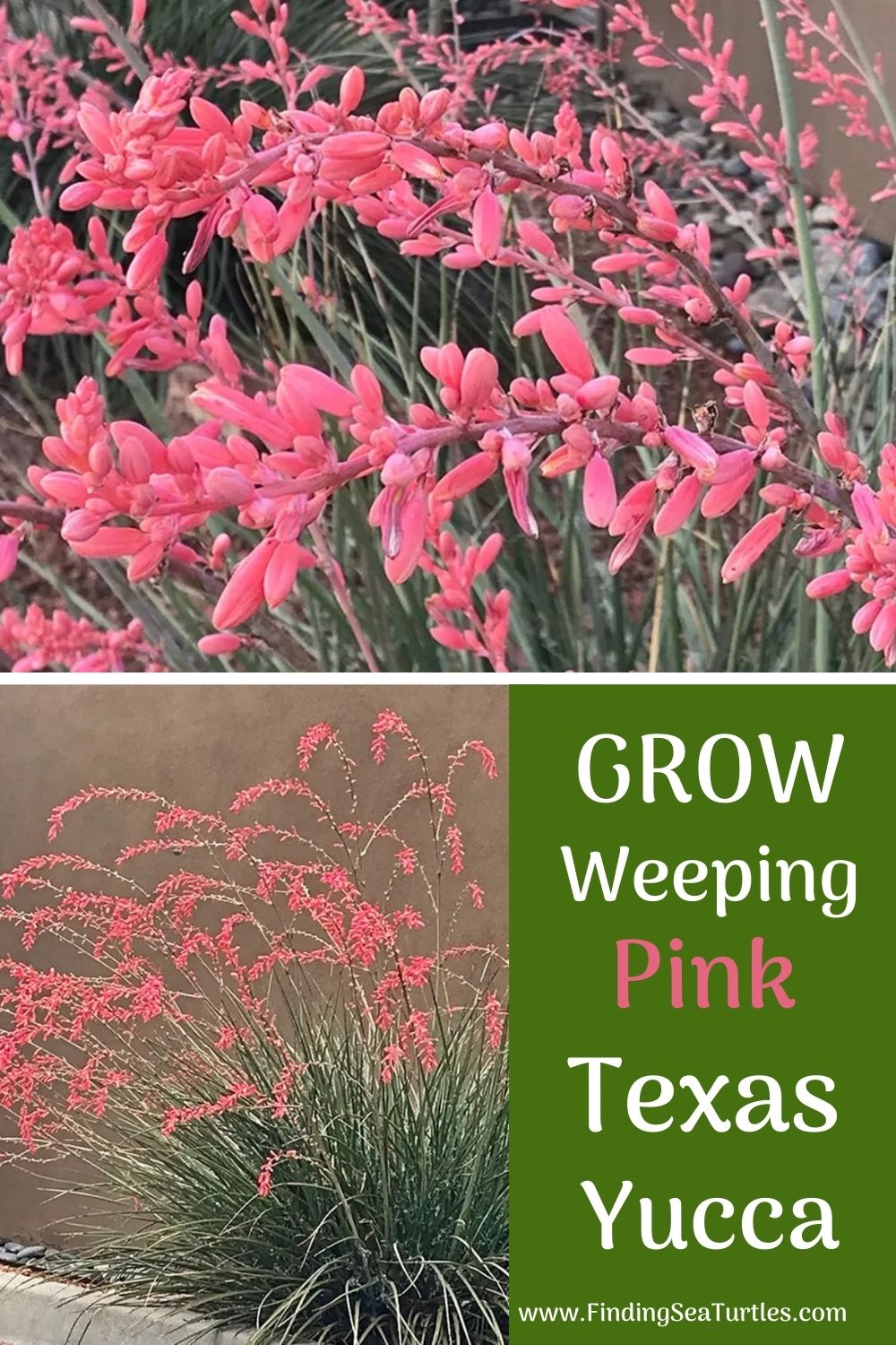 Weeping Pink Texas Yucca