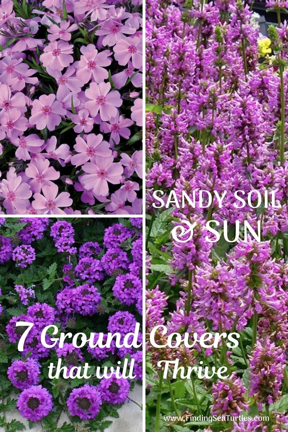 Groundcovers that Grow in Sandy Soil and Sun