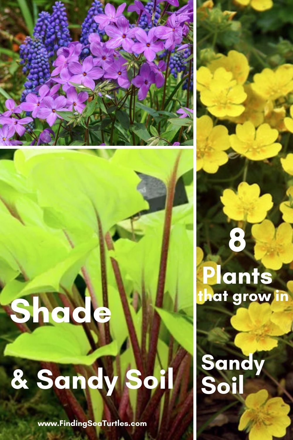 Plants that Grow in Sandy Soil and Shade Plants that Grow in Sandy Soil and Shade