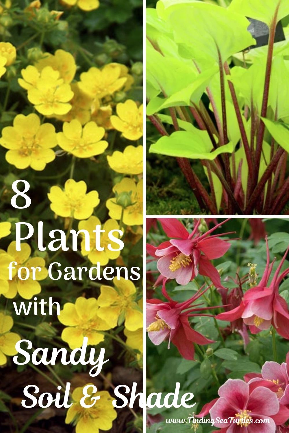 Plants that Grow in Sandy Soil and Shade