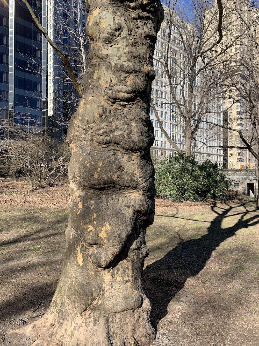 Burl Wood Furniture Guide: Types, Styles, and More