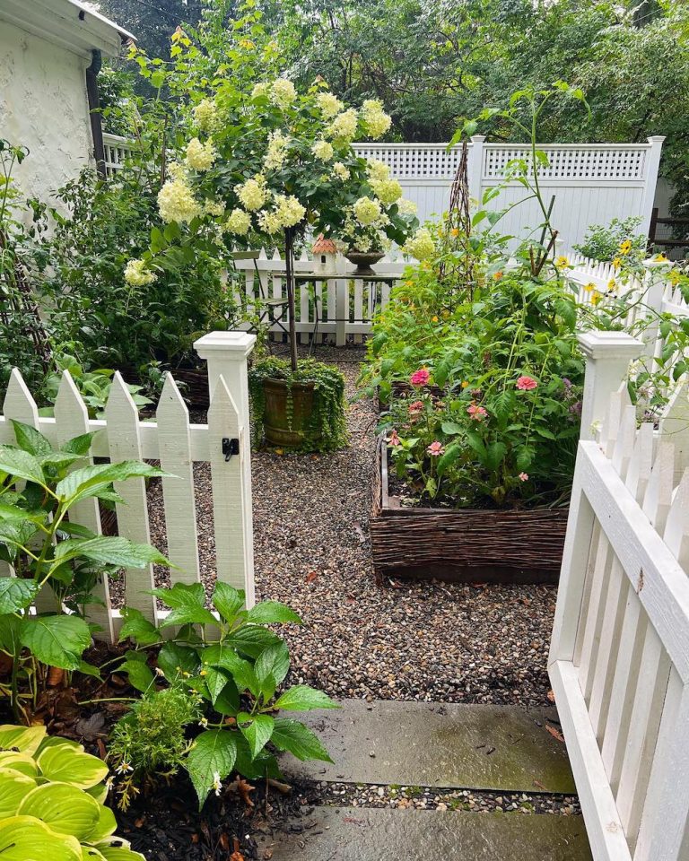 How to Grow Limelight Hydrangeas