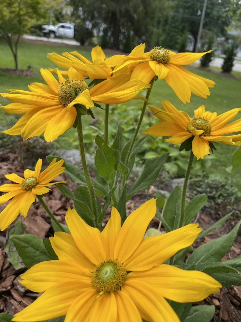 How to Grow Sunbeckia Juliana Rudbeckia