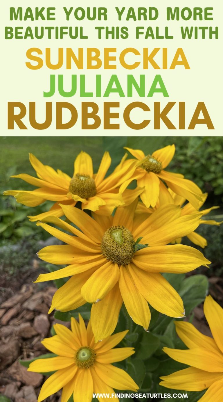 How to Grow Sunbeckia Juliana Rudbeckia