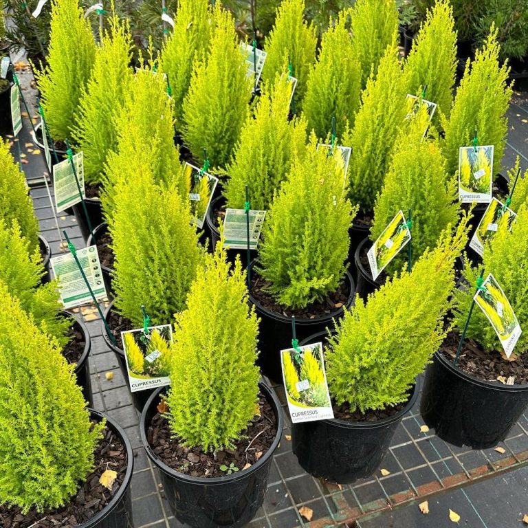 How to Grow Lemon Cypress Tree