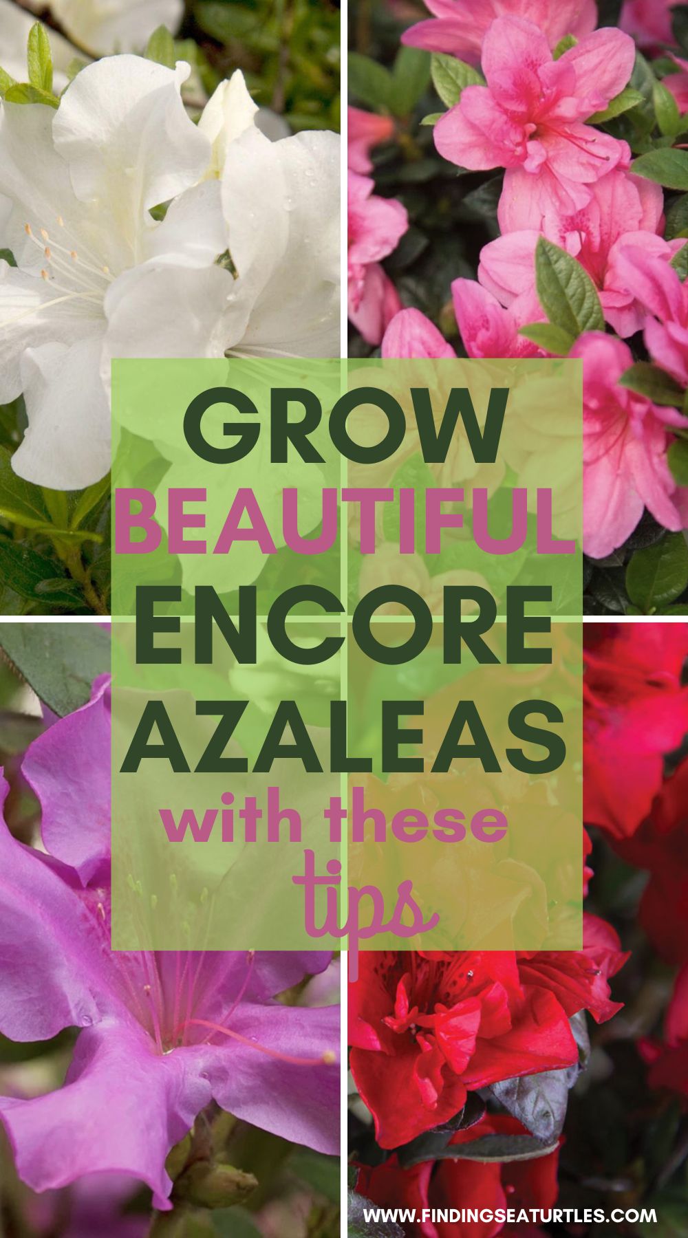 How to Grow Encore Azaleas