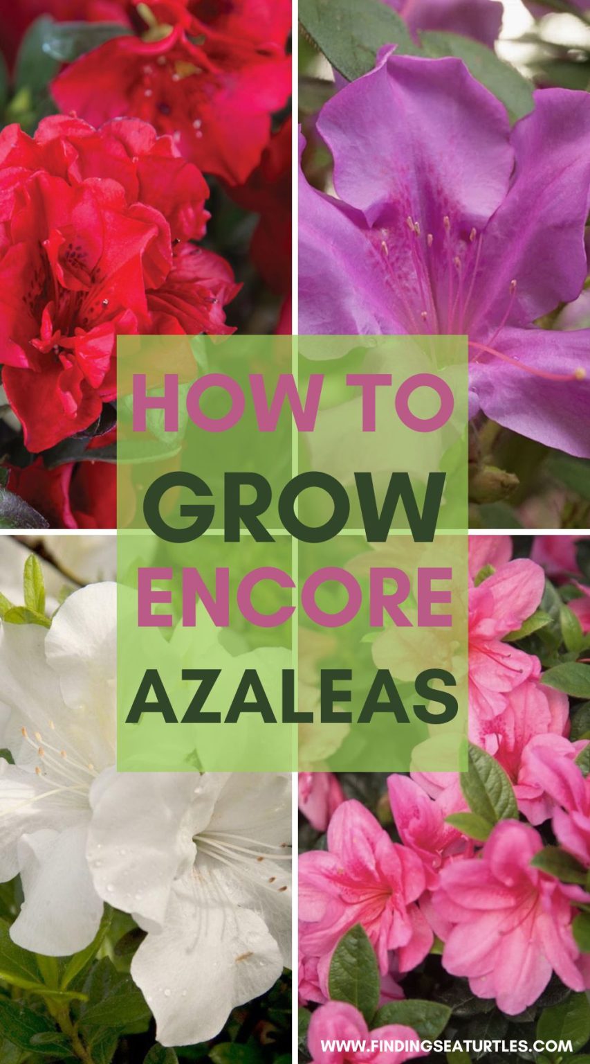 How to Grow Encore Azaleas